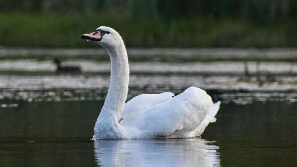 Migrants eating swans: a white-wing myth? - spiked